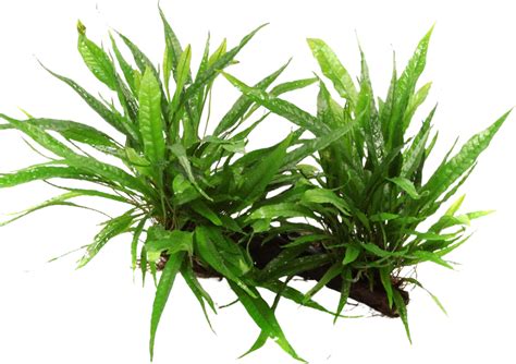 Tropica Microsorum Pteropus Su Radice Xl Olibetta Italia