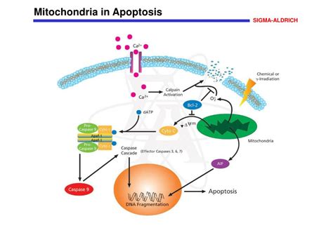 Ppt Mitochondria In Apoptosis Powerpoint Presentation Free Download
