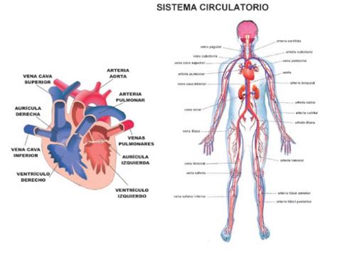 Sistema Circulatorio Partes Imagenes Png Gratis