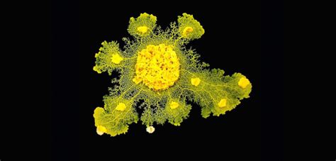 The Blob 720 Sex Organs But No Brain Oops Whats This [1 Min Read]