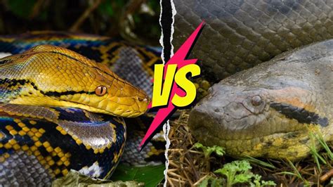 Serpiente Piton Vs Anaconda At Bradley Glatt Blog