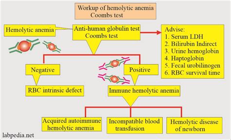 What Does Positive Coombs Test Mean At Neil Morales Blog
