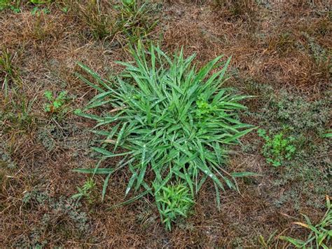 12 Major Types Of Crabgrass For Your Lawn American Gardener