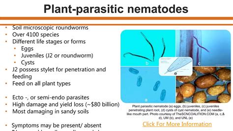 Introduction To Plant Parasitic Nematodespptx