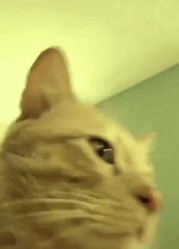 sexy kitty album on imgur