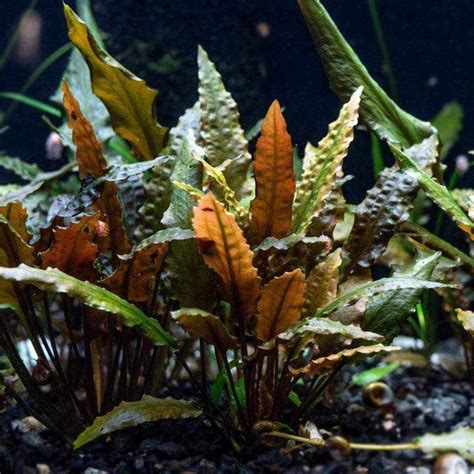 Cryptocoryne Wendtii Red Live Aquarium Plants For Sale Aquarium Co Op