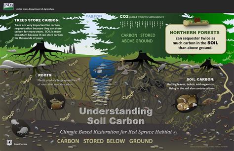 Carbon Sequestration Carbon Infographic