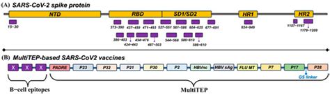 Multitep Based Vaccines Targeting Sars Cov 2 Spike Protein Igg Epitopes