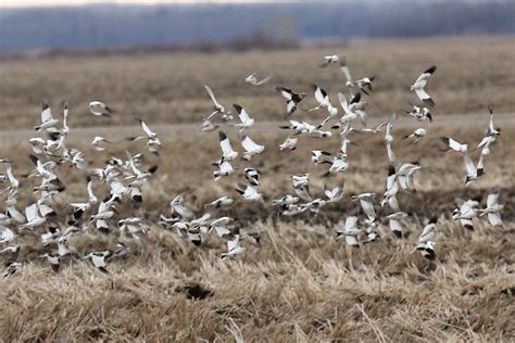 Пуночка (Plectrophenax nivalis)