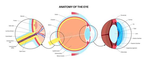 Eye Anatomy Poster Stock Vector Illustration Of Ocular 301504935