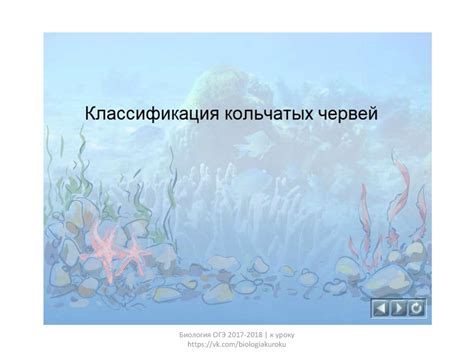Классификация кольчатых червей презентация онлайн