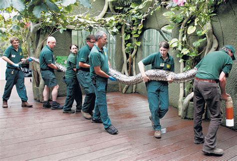 Out Of The Pythons Den The Independent The Independent