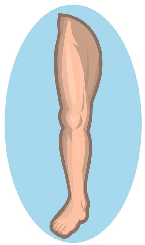 Human Leg Facing Front 12825478 Vector Art At Vecteezy