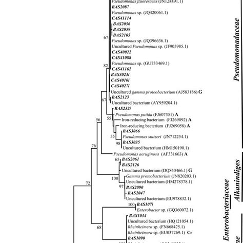 Neighbor Joining Phylogenetic Tree Of γ Proteobacteria The Tree Is