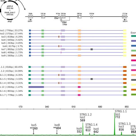 Minigene Design And Isoforms Detected From The Splicing Assay A The