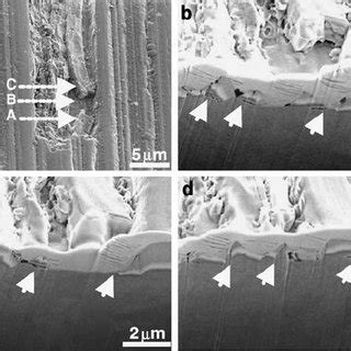 Combination SEM And FIB Passive Voltage Contrast Images The FIB Download Scientific Diagram