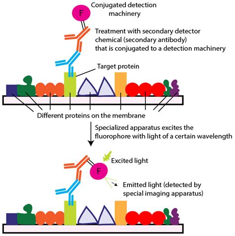Elisa Substrates Overview And Applications