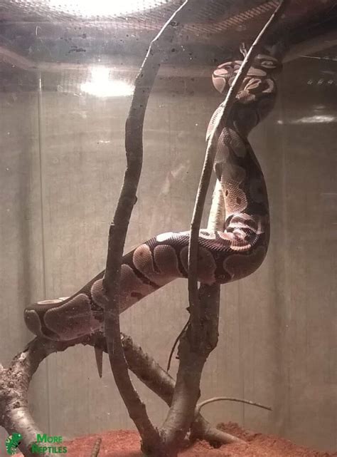 Ball Python Tank Size What You Need To Know More Reptiles