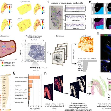 Pdf Spatially Resolved Transcriptomics Provide A New Method For