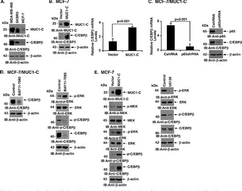 Figure 1 From Muc1 C Oncoprotein Activates Erk→c Ebpβ Signaling And Induction Of Aldehyde