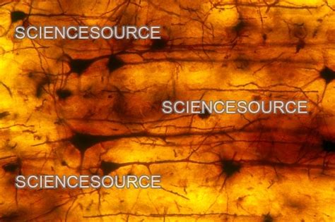 Cerebral Cortex Pyramidal Cells Light Stock Image Science Source Images