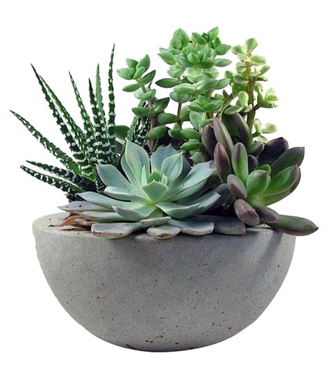植物盆栽png 2