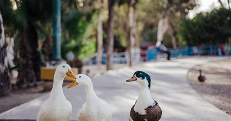Mind Map 🍁 Cho Nguyên Tắc Solid Trong Oop Dễ Nhớ