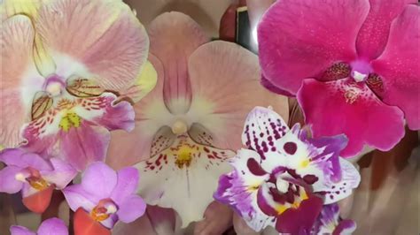 ВАУ Таких ещё в Сочи не было Свежий завоз орхидей и не только Оптовая база пер