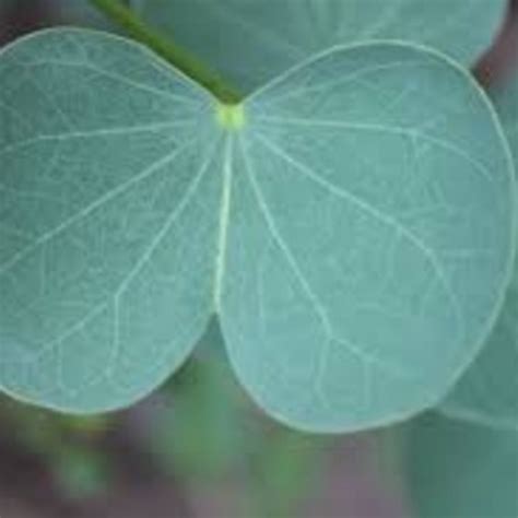 Leaf Images Dataset Kaggle