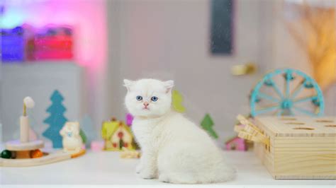 브리티쉬숏헤어 브리티쉬숏헤어먼치킨숏레그스코티쉬폴드랙돌 고양이를 분양하는 곳입니다