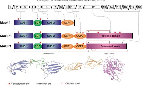 Figure 2 From Mannose Binding Lectin Serine Proteases And Associated