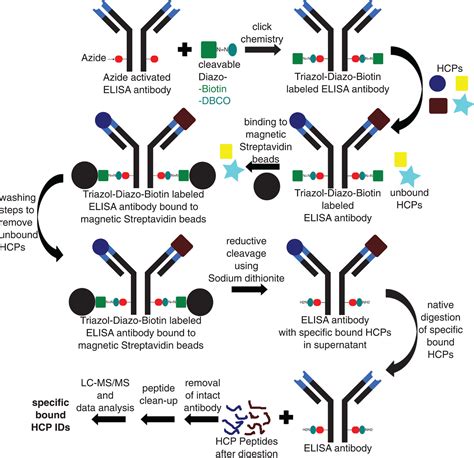 Hcp Antibody Effectiveness Analysis Service Mtoz Biolabs