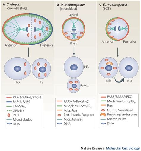 Best Cell Polarity Images On Pinterest Growth Factor Info Graphics And Infographic