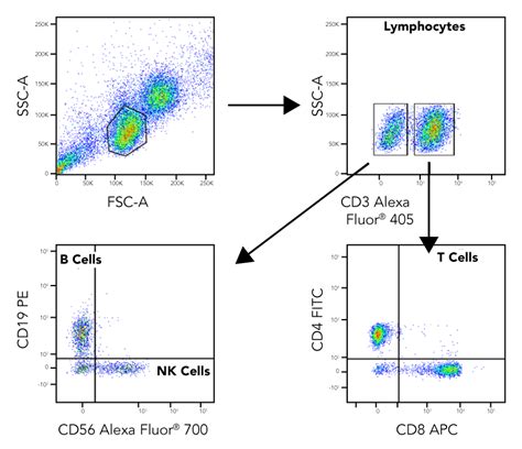 Tbnk Cell Flow Cytometry Panel Randd Systems