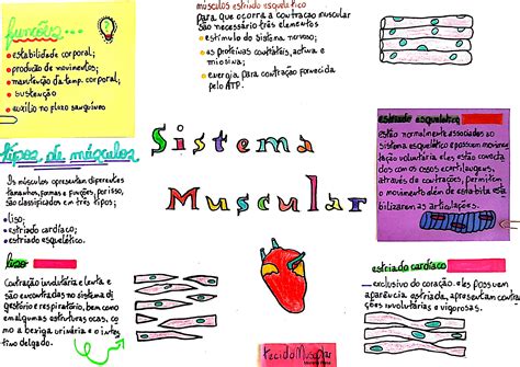 Mapa Mental Sistema Muscular Anatomia Humana I