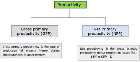 Describe The Inter Relationship Between Productivity Gross Primary