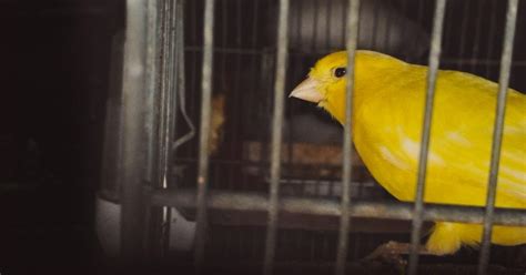 9 reliability based best practices for canary deploys new relic