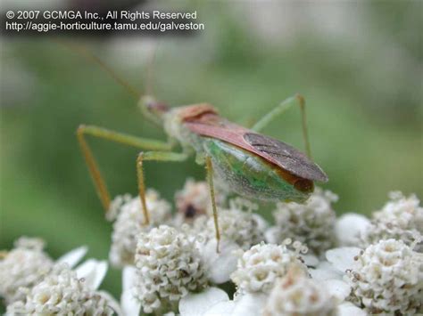 Leafhopper Assassin Bug Galveston County Master Gardeners