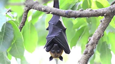 Tropical Rainforest Bats