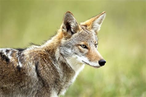 After Nearly 12000 Years Coyotes Return To Florida Sarasota Magazine