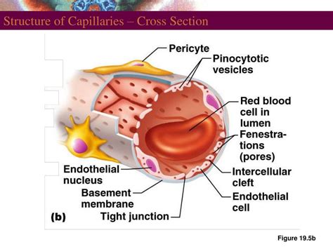 Labeled Capillary At Buddy Byram Blog
