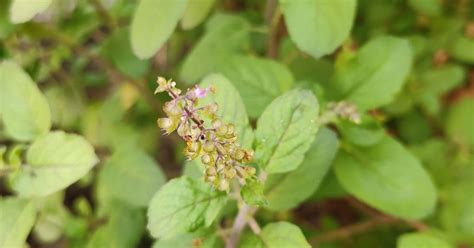 Tree Worship Benefits इन वृक्षों में निवास करते हैं देवी देवता पूजा करने से मिलता है विशेष लाभ