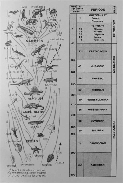 Printable Fossil Identification Chart Printable Calendars At A Glance