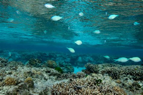 870개 이상의 그린크로미스 이미지 스톡 사진 그림 및 Royalty Free 이미지 Istock