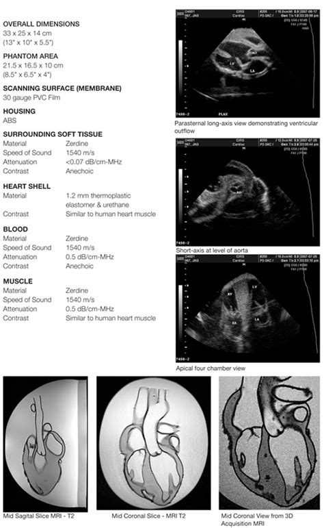Ultrasound Heart Phantom CIRS 067 Anthropomorphic Cardiac Imaging Sonography Teaching Training