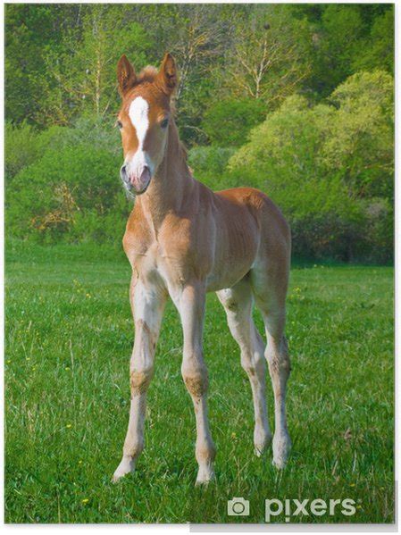 Poster Roaf Pixersuk