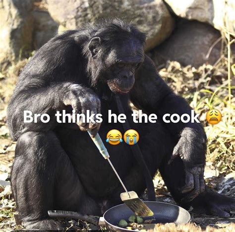 Monke Cook R Ape