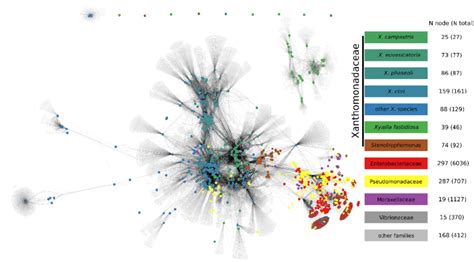 Gene Sharing Bipartite Network Of The Xanthomonadaceae Plasmidic Genes