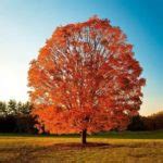 What Is Tree Sap And What Causes It Learn Why Trees Produce Sap