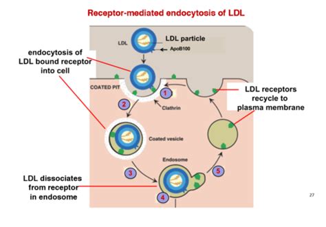 Receptor Mediated Endocytosis Ldl